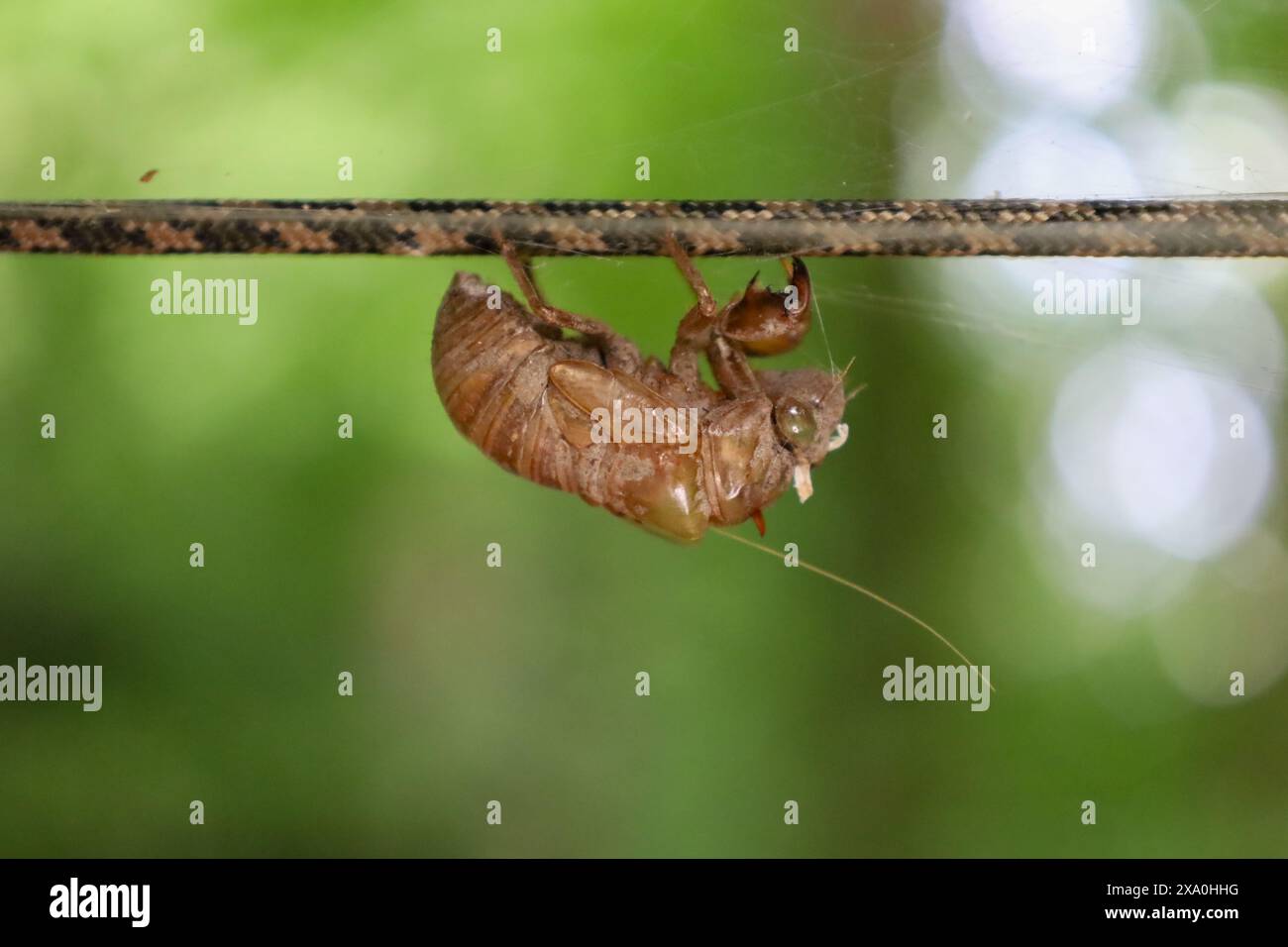 Cicada larva suspended on a string Stock Photo - Alamy