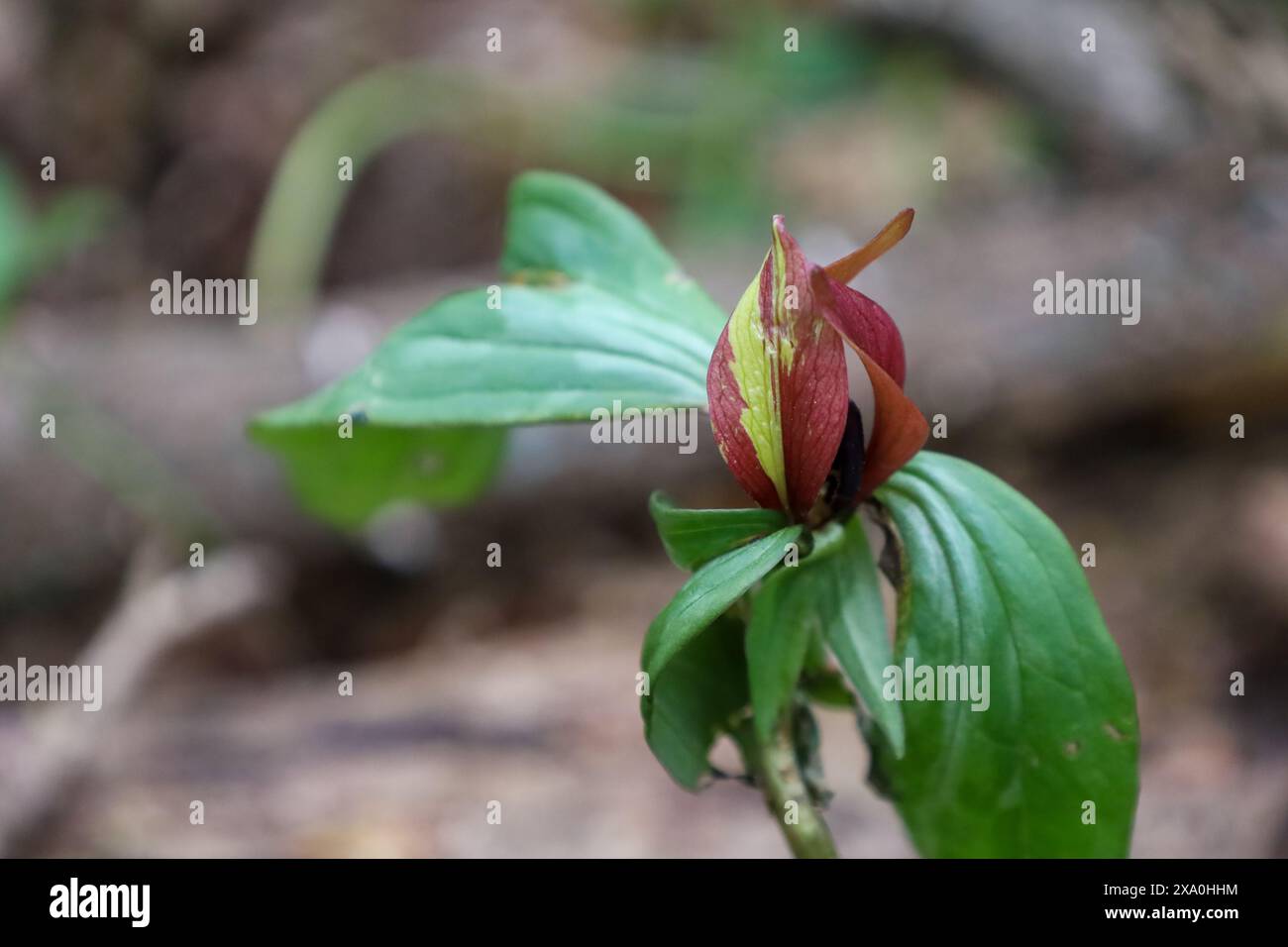 Red flowers on green hi-res stock photography and images - Alamy