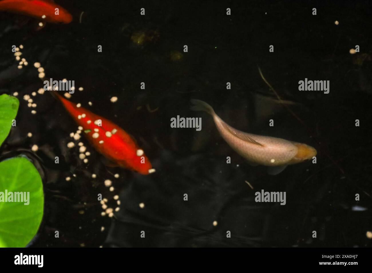 Serene fish hi-res stock photography and images - Alamy