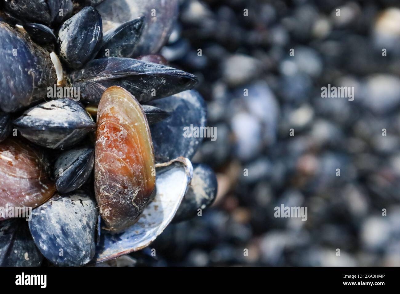 Mussel cultivation hi-res stock photography and images - Alamy