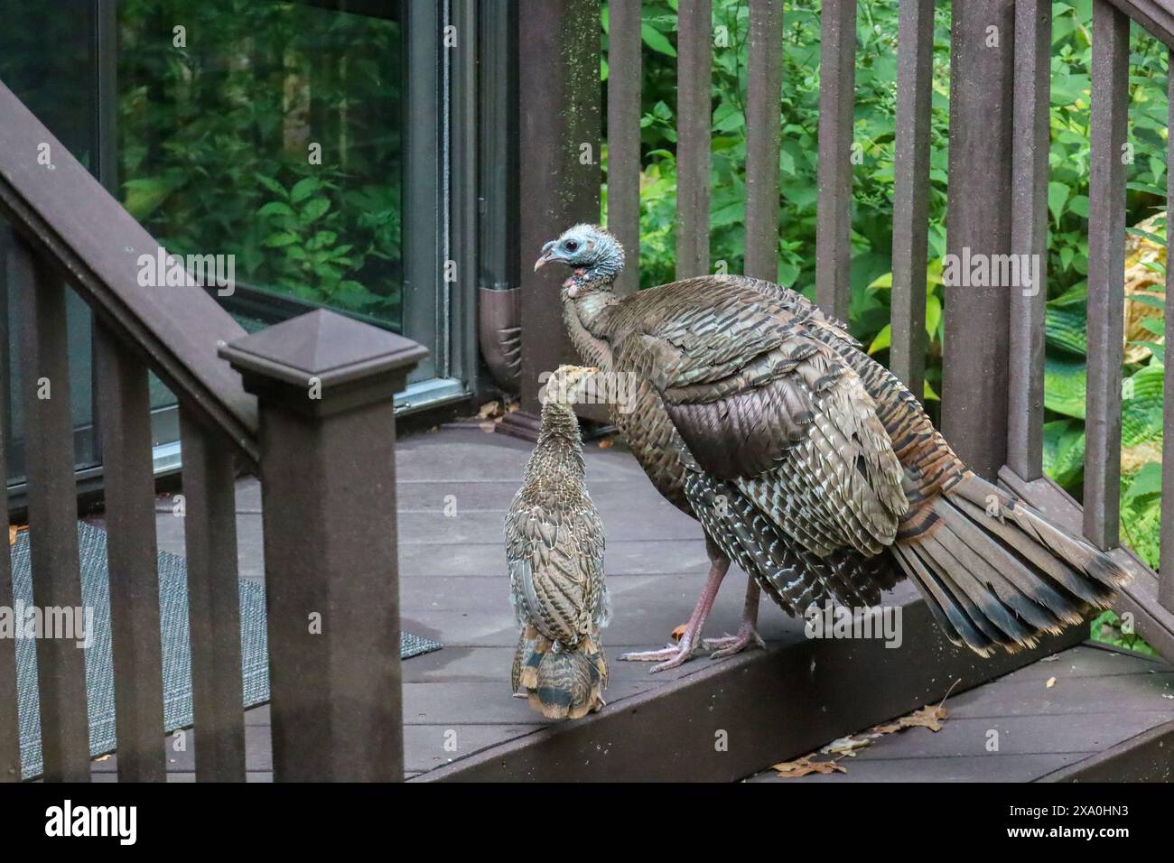 Two domestic turkeys roaming on house steps Stock Photo - Alamy
