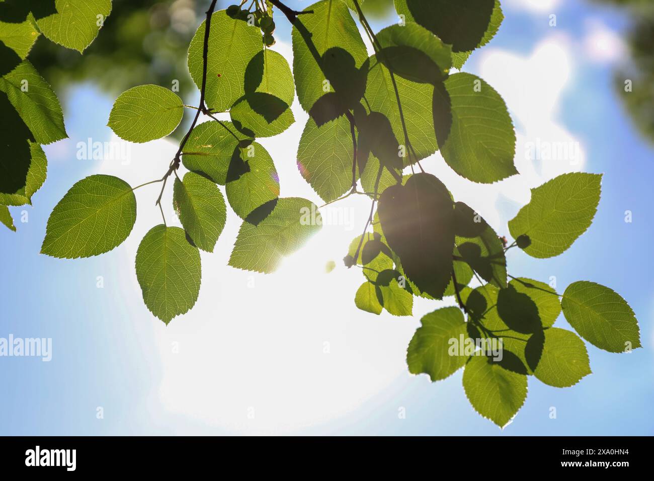 Sunlight filters through lush green tree foliage Stock Photo - Alamy