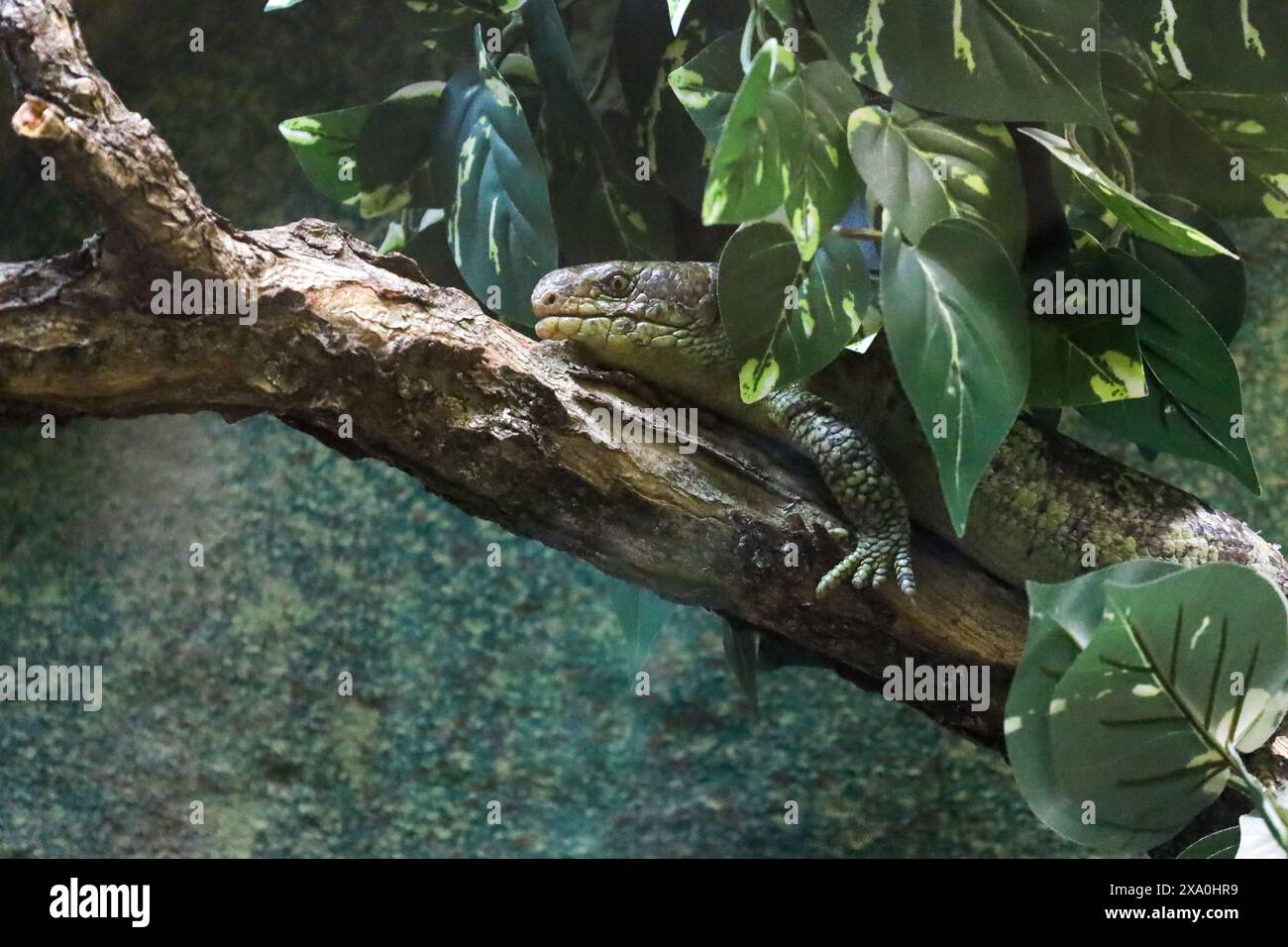 Snake in zoo enclosure hi-res stock photography and images - Alamy