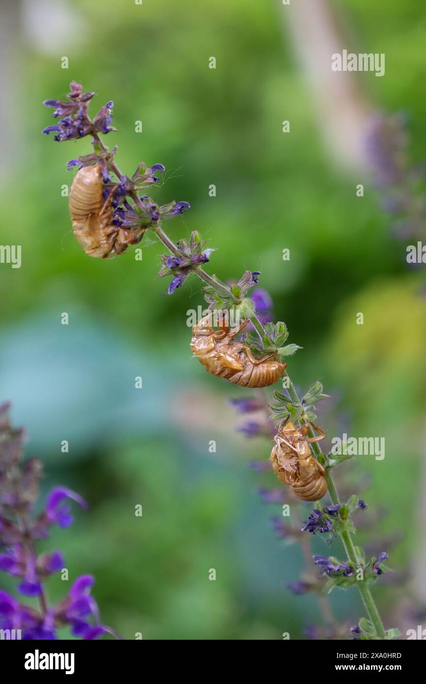 Insect perched bloom hi-res stock photography and images - Alamy