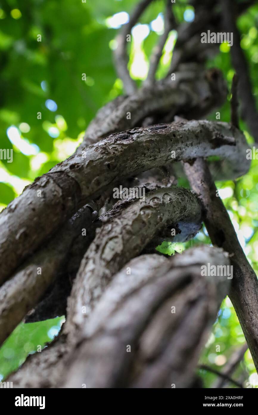 Twisted tree trunk hi-res stock photography and images - Alamy