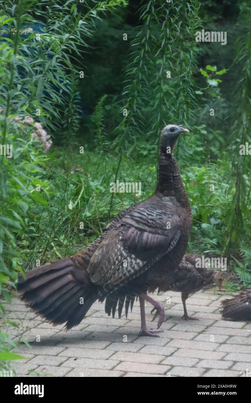 A turkey strolls on brick path by trees and grass Stock Photo - Alamy