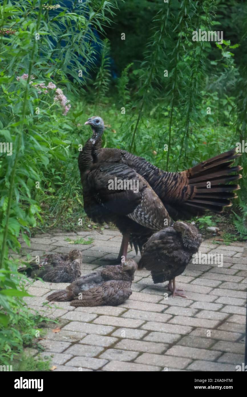 Three turkeys standing together on the ground Stock Photo - Alamy