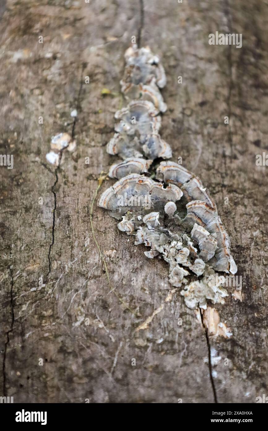 An aged log with a visible insect crawling on its surface Stock Photo ...