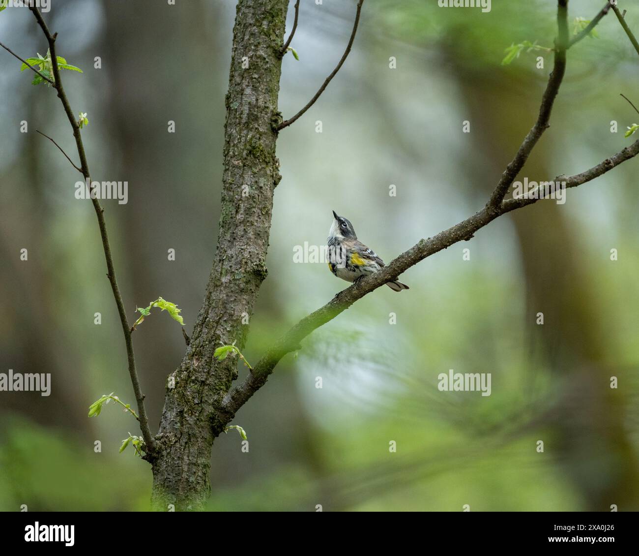 Warbler bird flitting on tree hi-res stock photography and images - Alamy