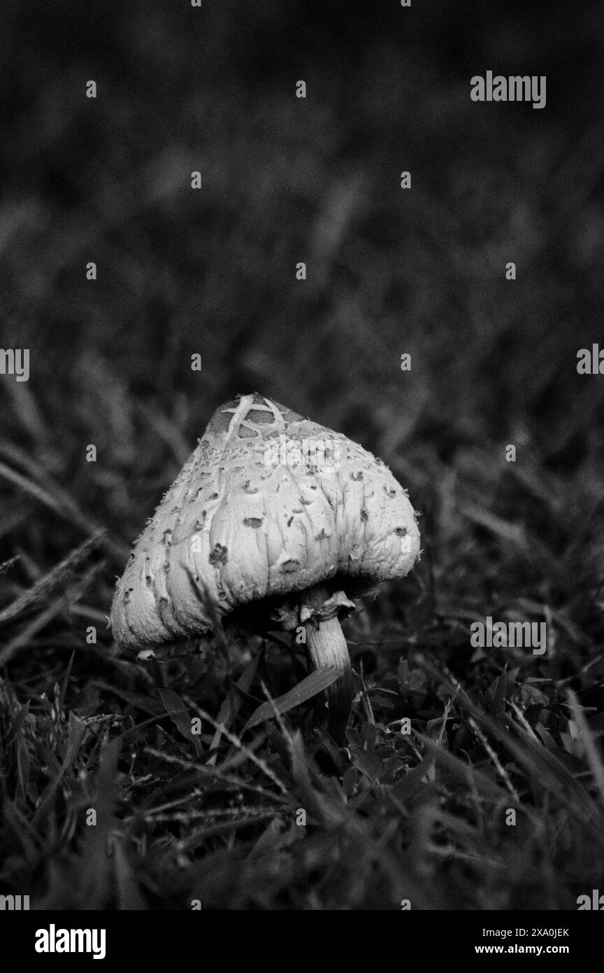 Fungi in grass Black and White Stock Photos & Images - Alamy