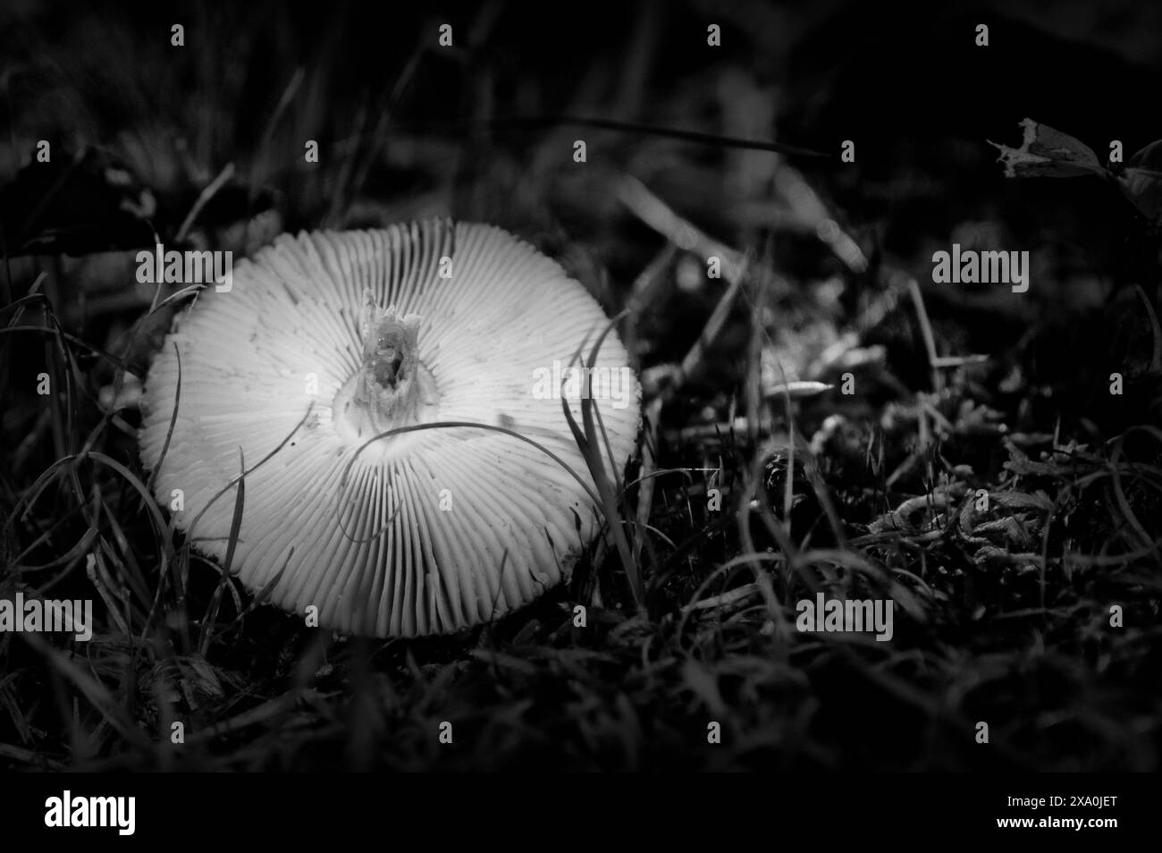 Woodland fungi growth Black and White Stock Photos & Images - Alamy