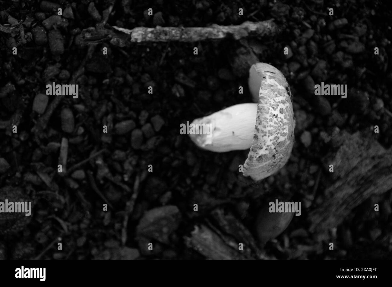 Ecological vegetable garden plants Black and White Stock Photos ...