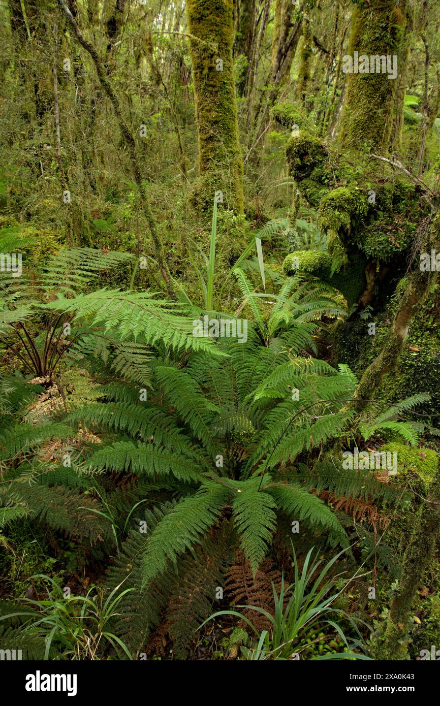 New Zealand, South Island, West Coast, Haast, Ship Creek, Swamp Forest ...