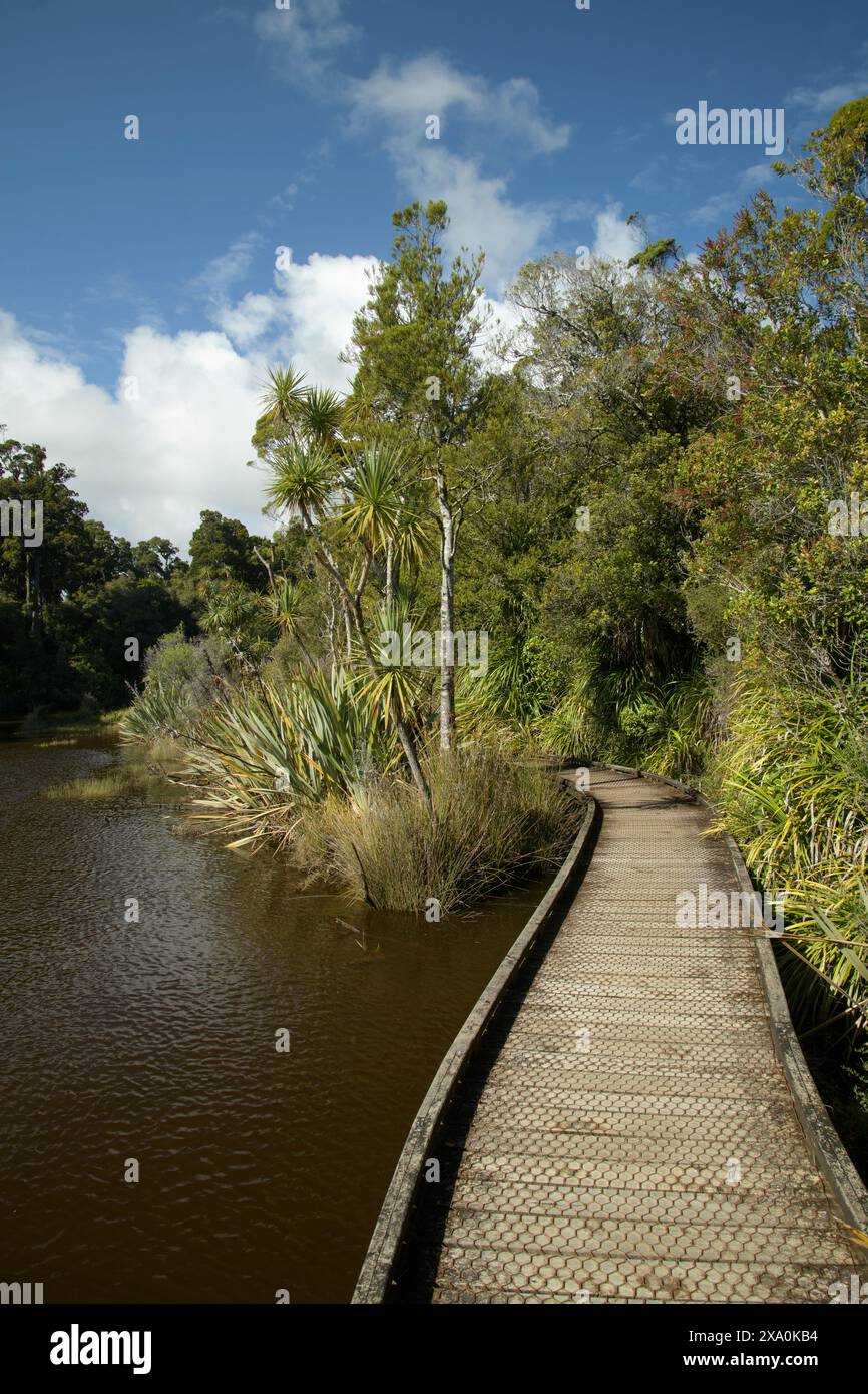 New Zealand, South Island, West Coast, Haast, Ship Creek, Swamp Forest ...