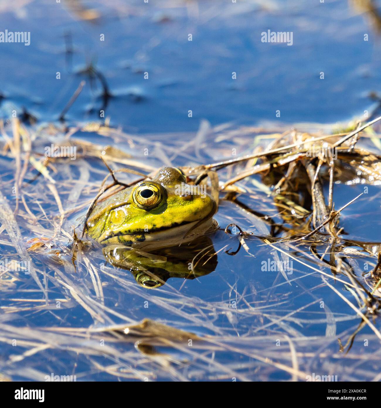 Frog in murky water hi-res stock photography and images - Alamy