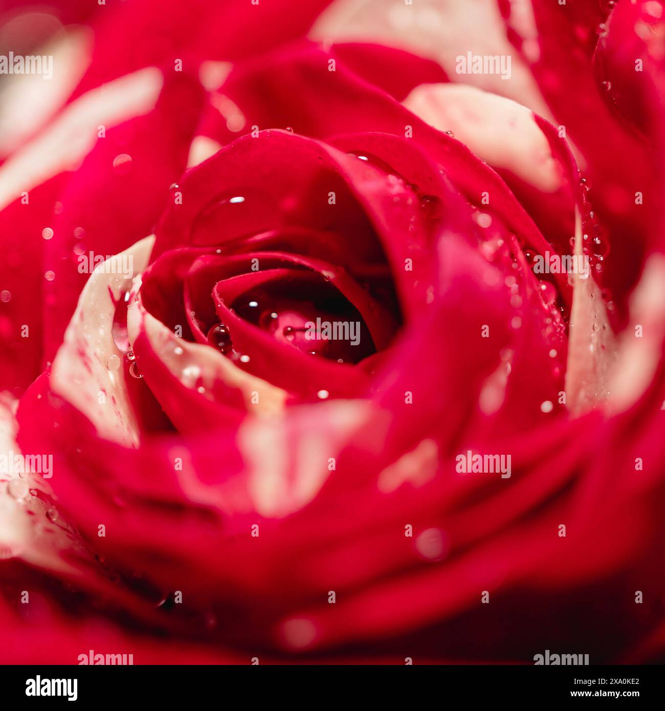 Bloody red hi-res stock photography and images - Alamy