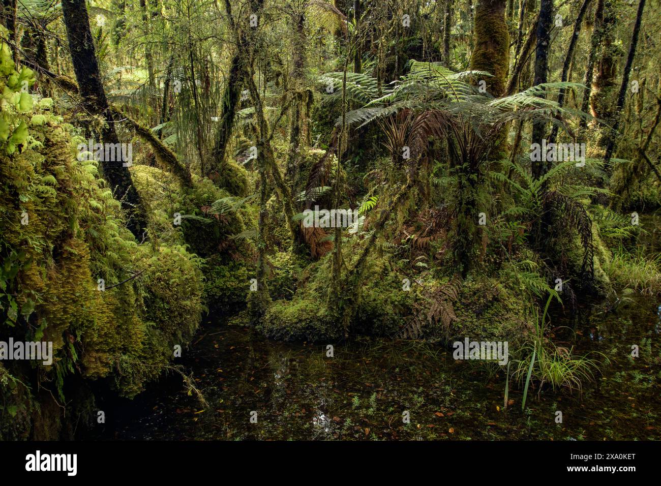 New Zealand, South Island, West Coast, Haast, Ship Creek, Swamp Forest ...