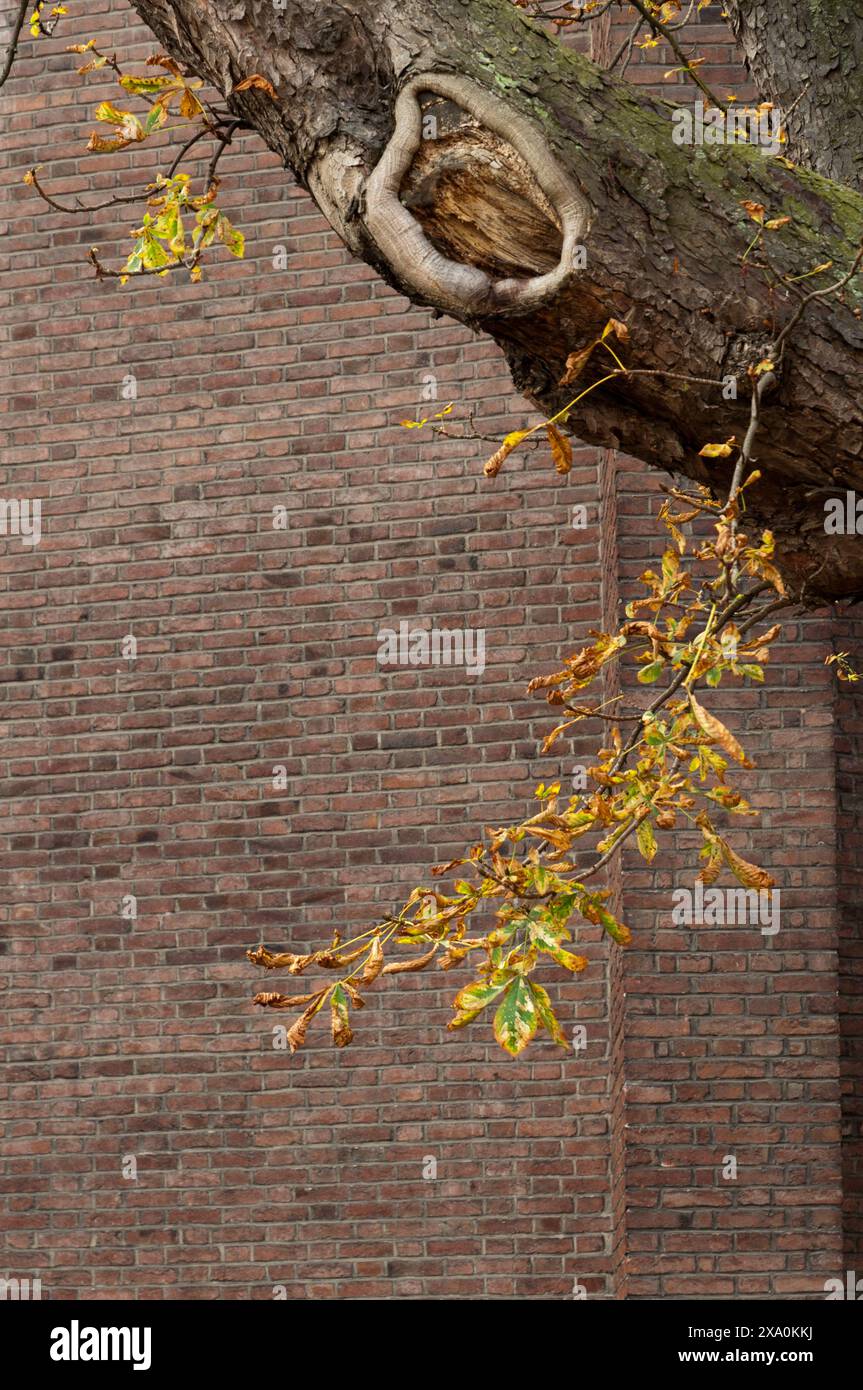 A branch of an autumn tree and a masonry brick wall Stock Photo - Alamy