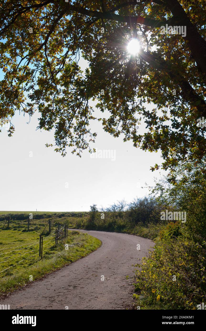 The sun shining through a tree by a rural path Stock Photo - Alamy