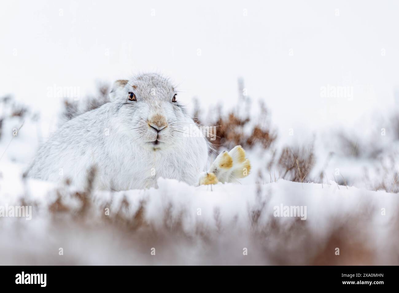 A white rabbit resting in Mountain Hare in the snow in Scotland Stock ...