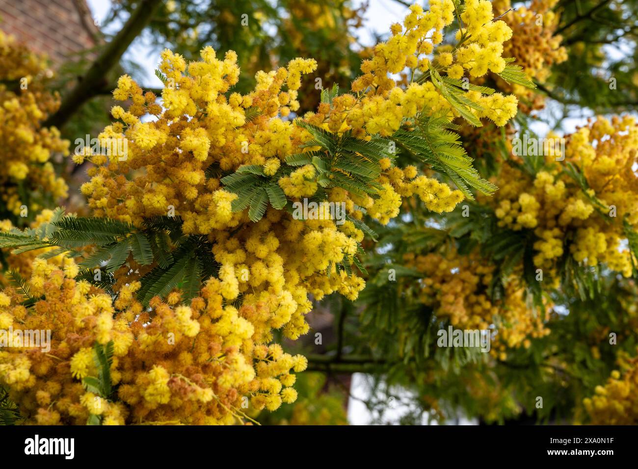 Spring blossom of acacia dealbata, silver wattle, blue wattle or mimosa ...