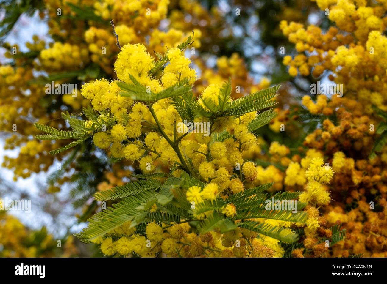 Spring blossom of acacia dealbata, silver wattle, blue wattle or mimosa ...