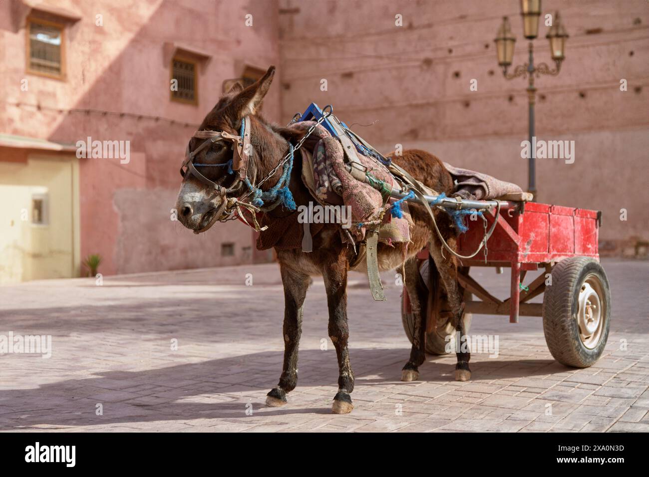 A weary donkey bearing the burden of a heavy iron trailer in a ...