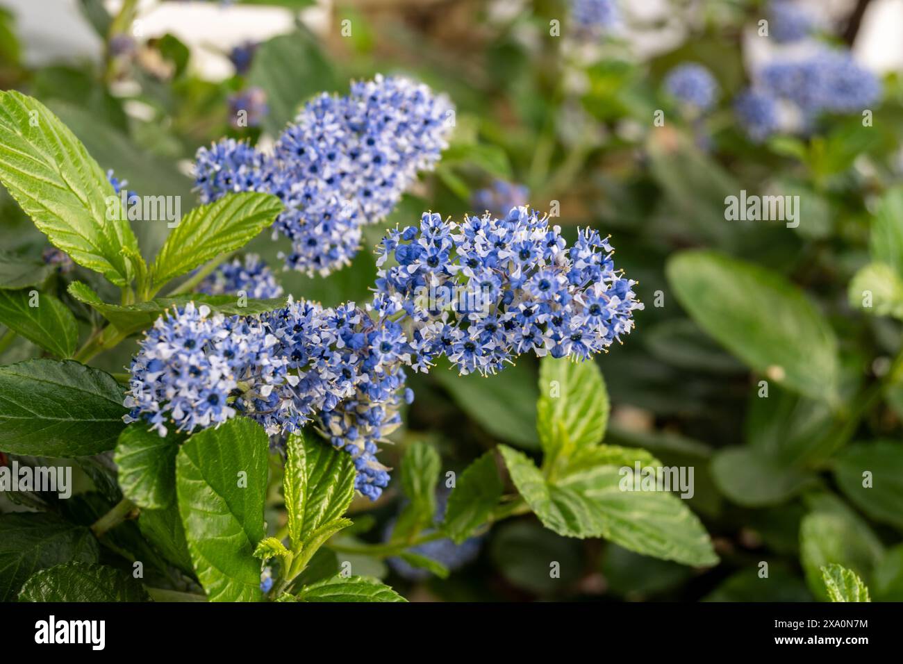 Blue flowers of eltleaf ceanothus, island ceanothus, or sland mountain ...