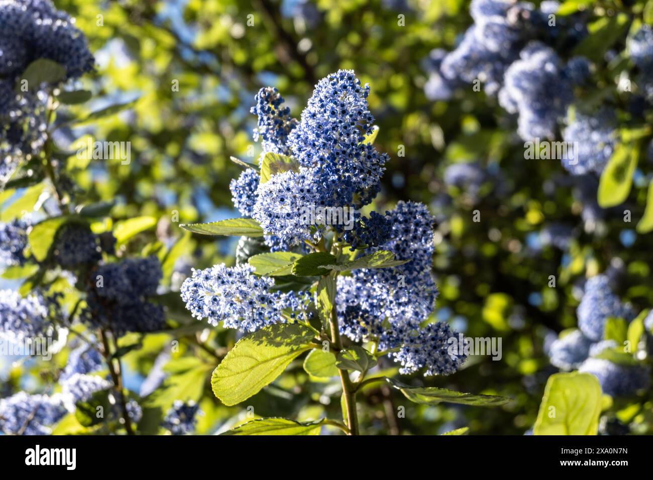 Blue flowers of eltleaf ceanothus, island ceanothus, or sland mountain ...