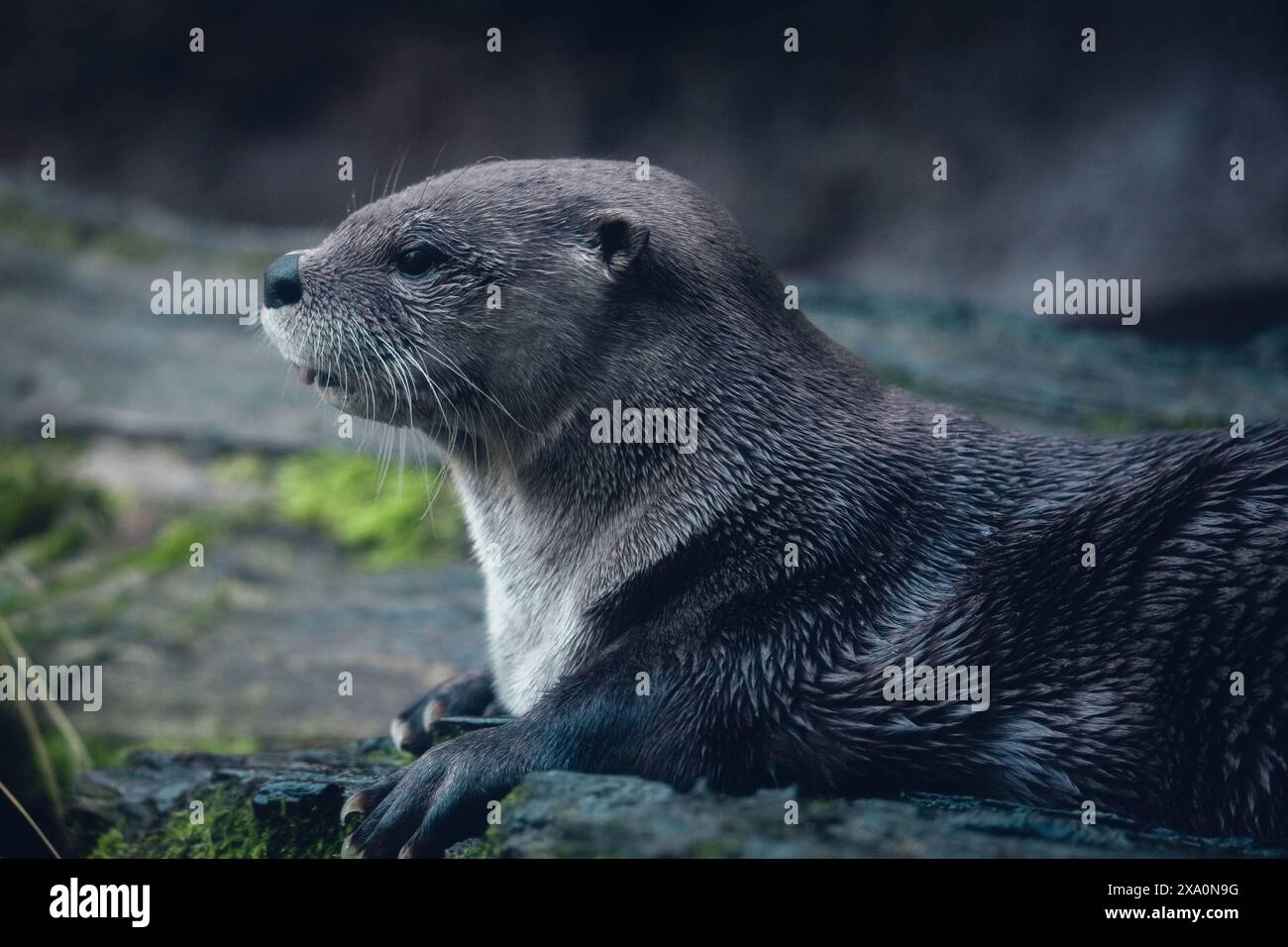 Otter on log hi-res stock photography and images - Alamy