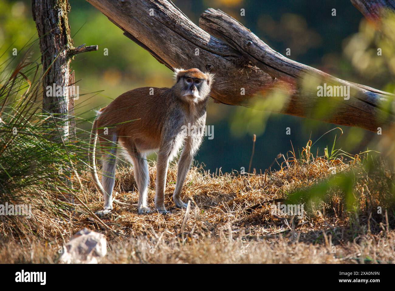Monkey climbing mountain hi-res stock photography and images - Alamy