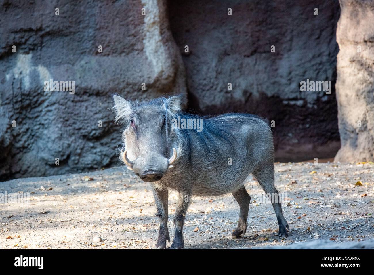 A small gray warthog next to a large rockh Stock Photo - Alamy