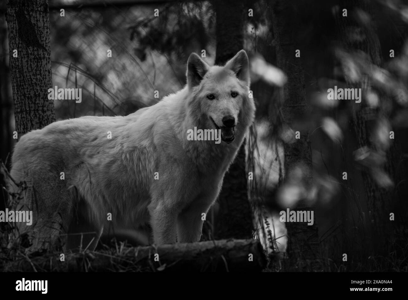 A wild wolf in forest, gazing ahead by trees Stock Photo - Alamy