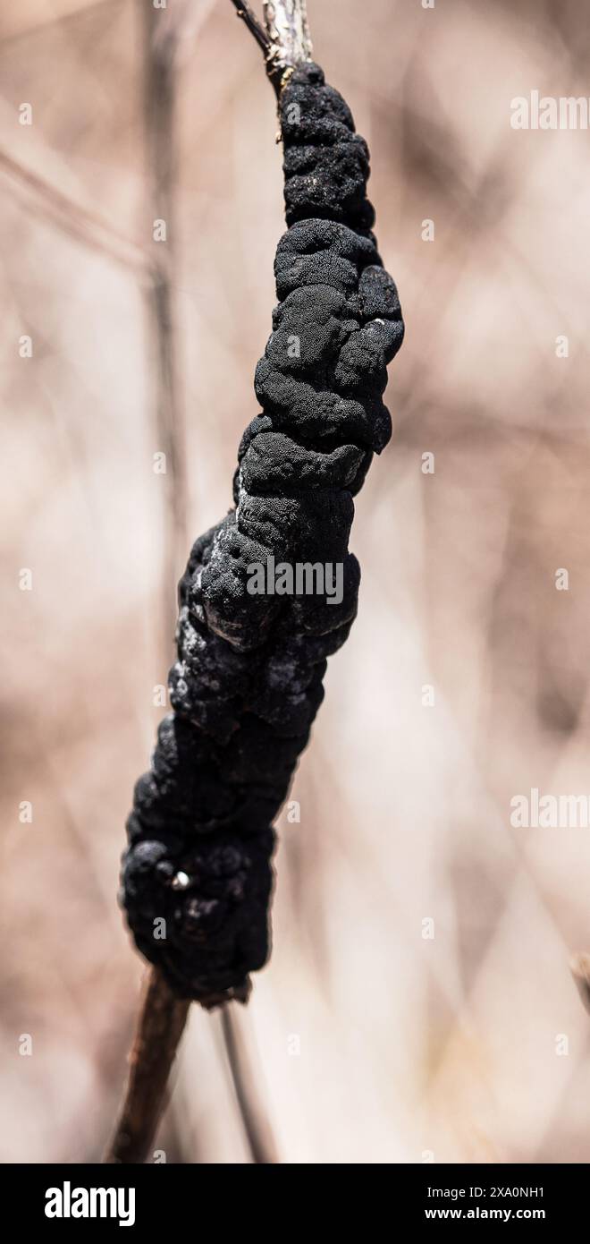 A Black knot disease or fungus found in Ontario Canada Stock Photo - Alamy