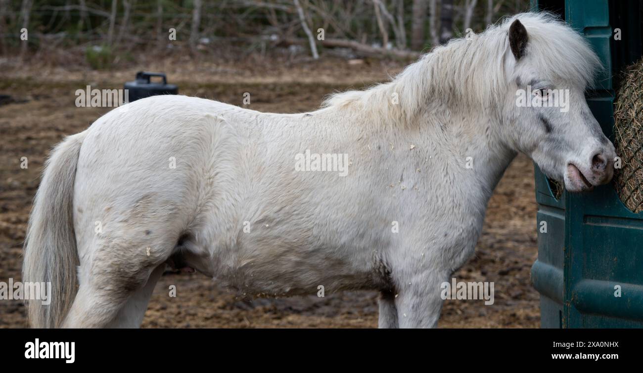 An Adorable white pony close up Stock Photo - Alamy