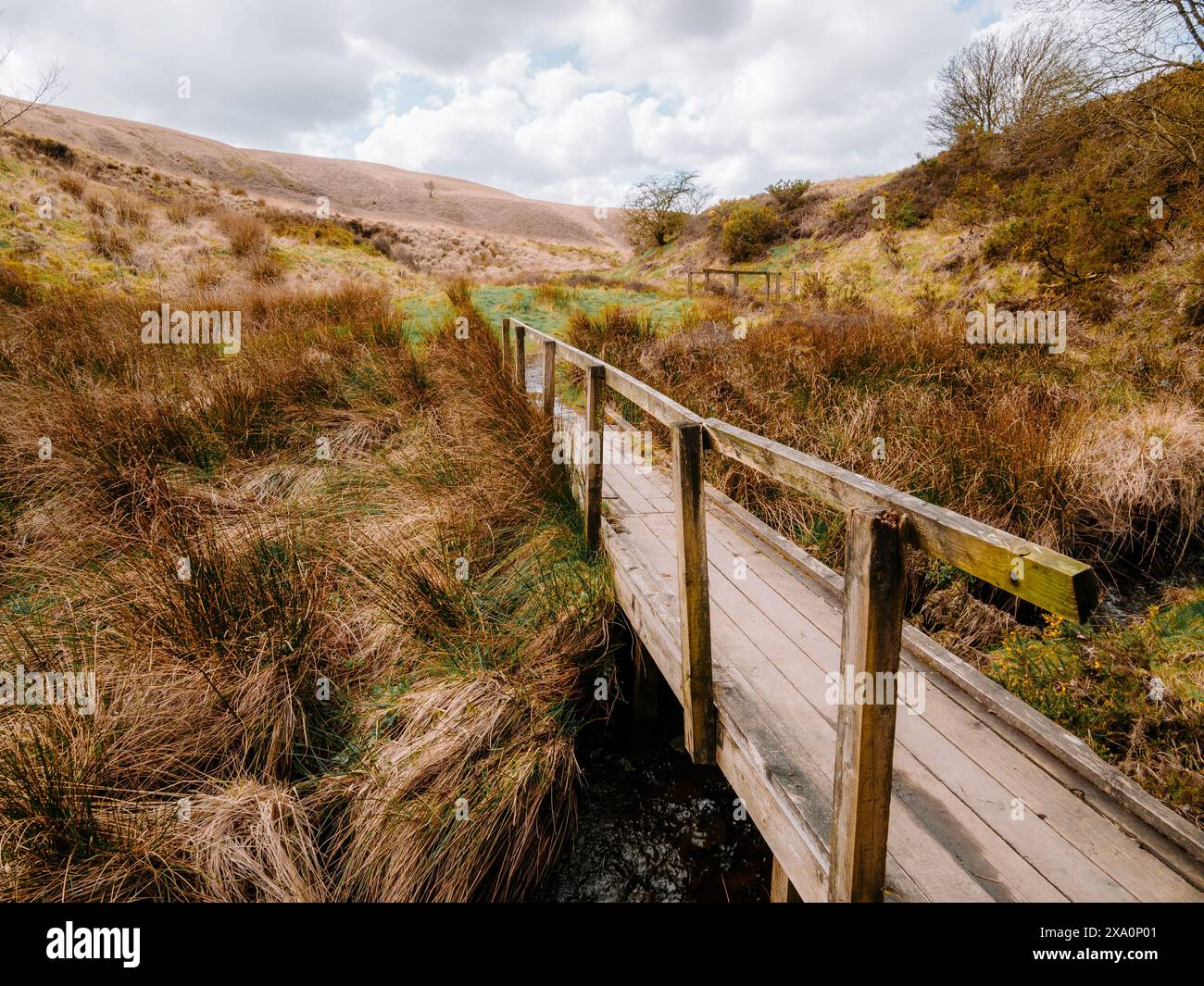 Wooden boardwalk over muddy swampy boggy ground in the Lancashire ...