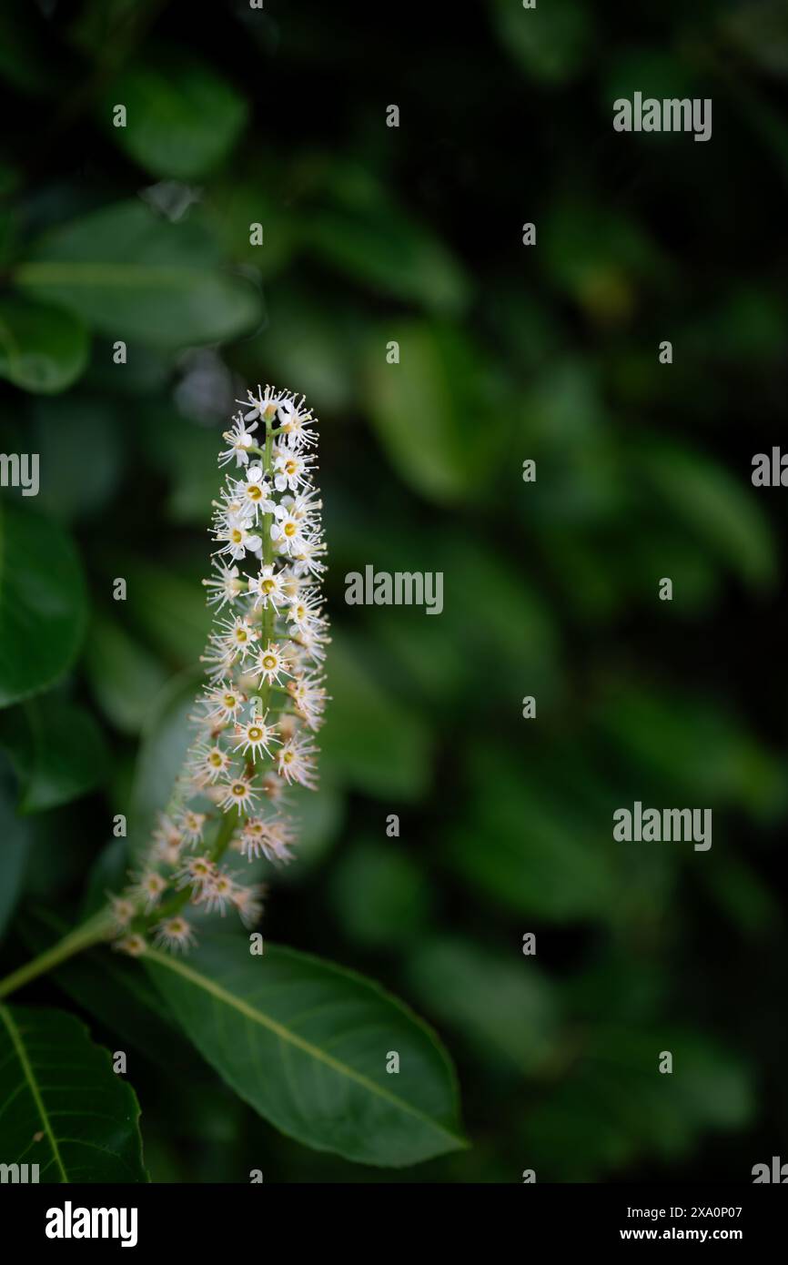 Laurier cerise hi-res stock photography and images - Alamy