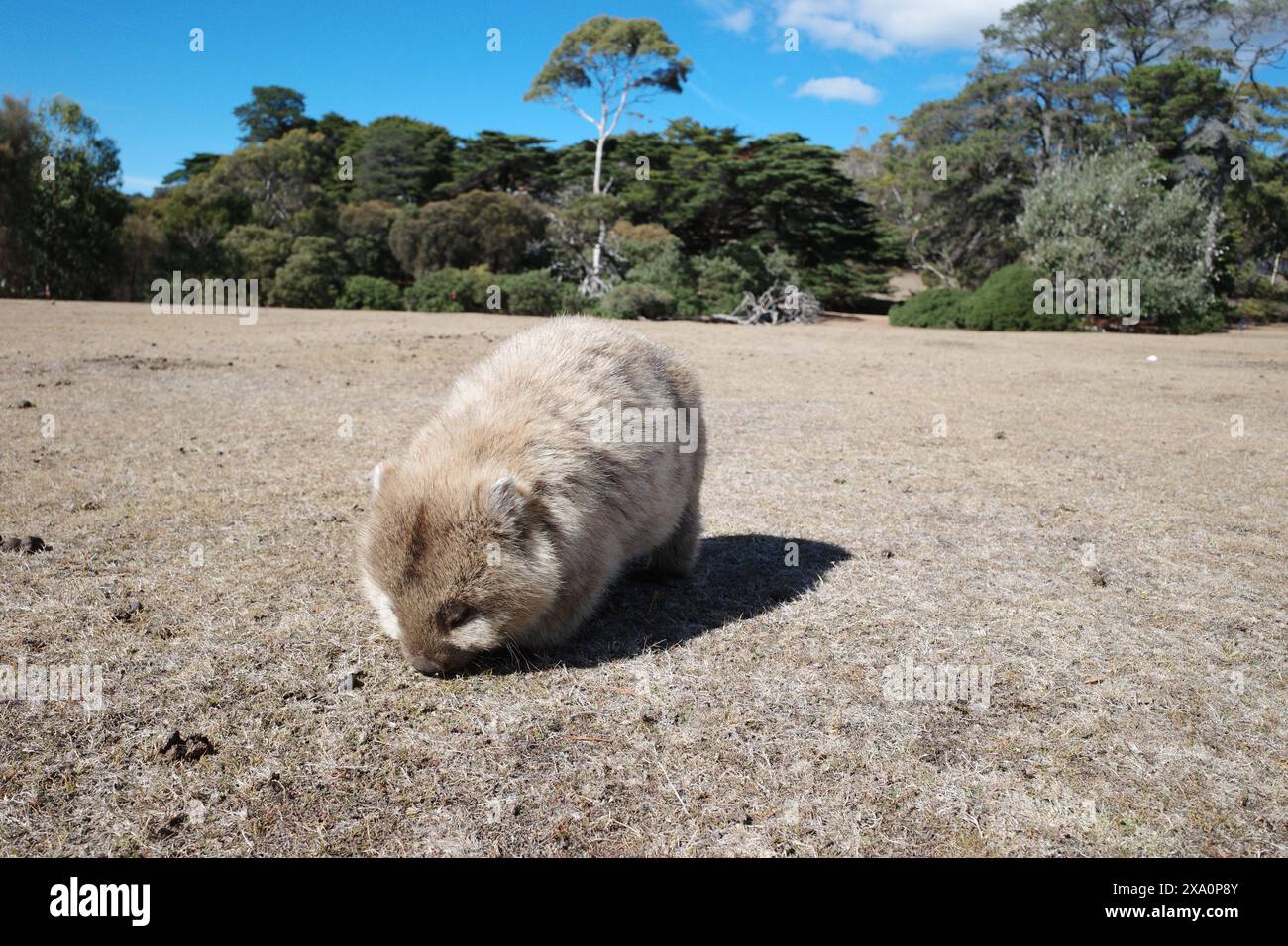 A super cute wombat eats grass in Australia. Keywords: Wombat, cute ...