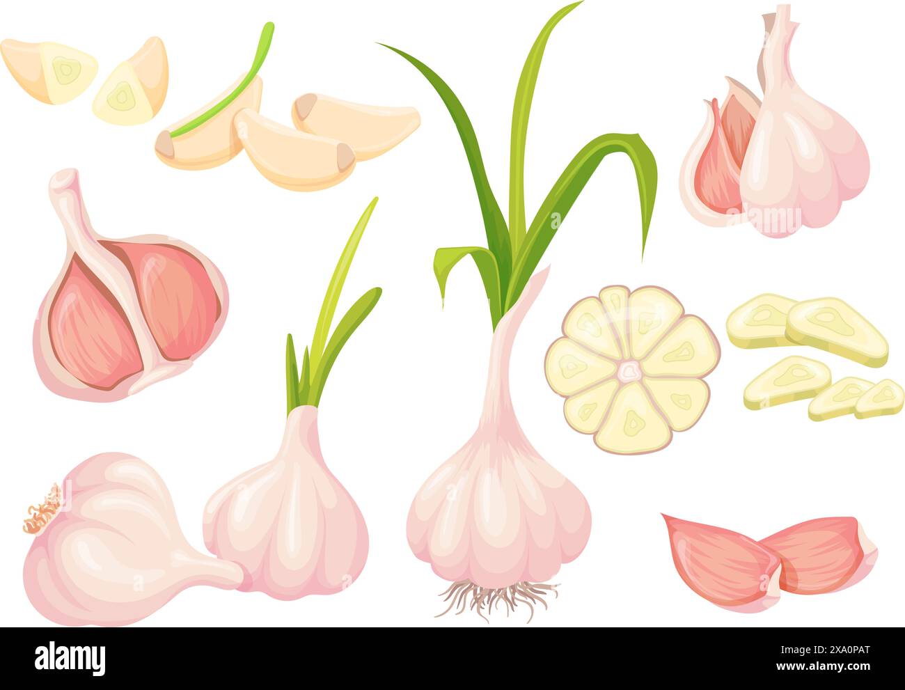 Cartoon fresh garlic. Garlics bulb raw plant and slicing chopped half ...