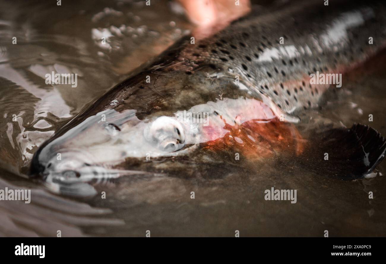 Closeup shot trout fish hi-res stock photography and images - Alamy