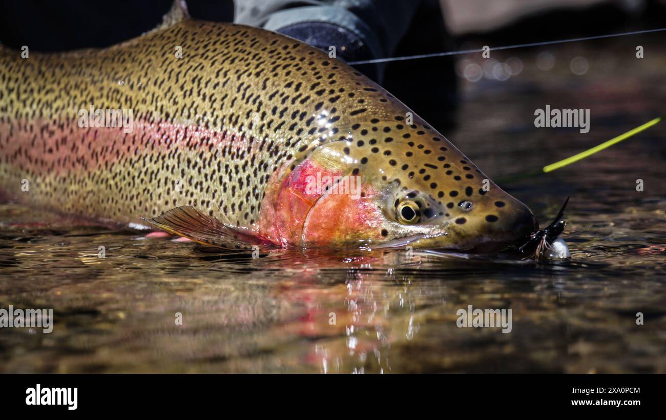 Closeup shot trout fish hi-res stock photography and images - Alamy