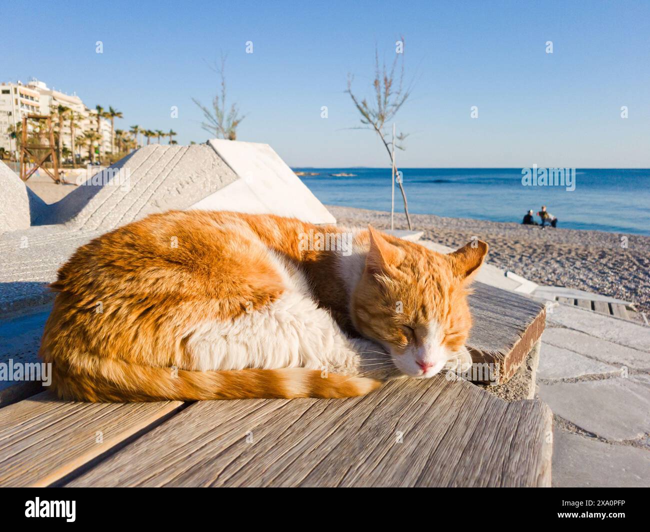 A beautiful red and white cat sleeping in the sun on a bench by the sea ...
