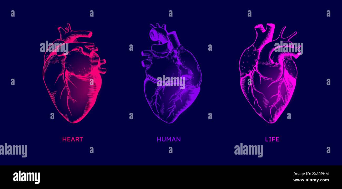 Anatomy heart. Human cardiology internal organ. Science body line art ...