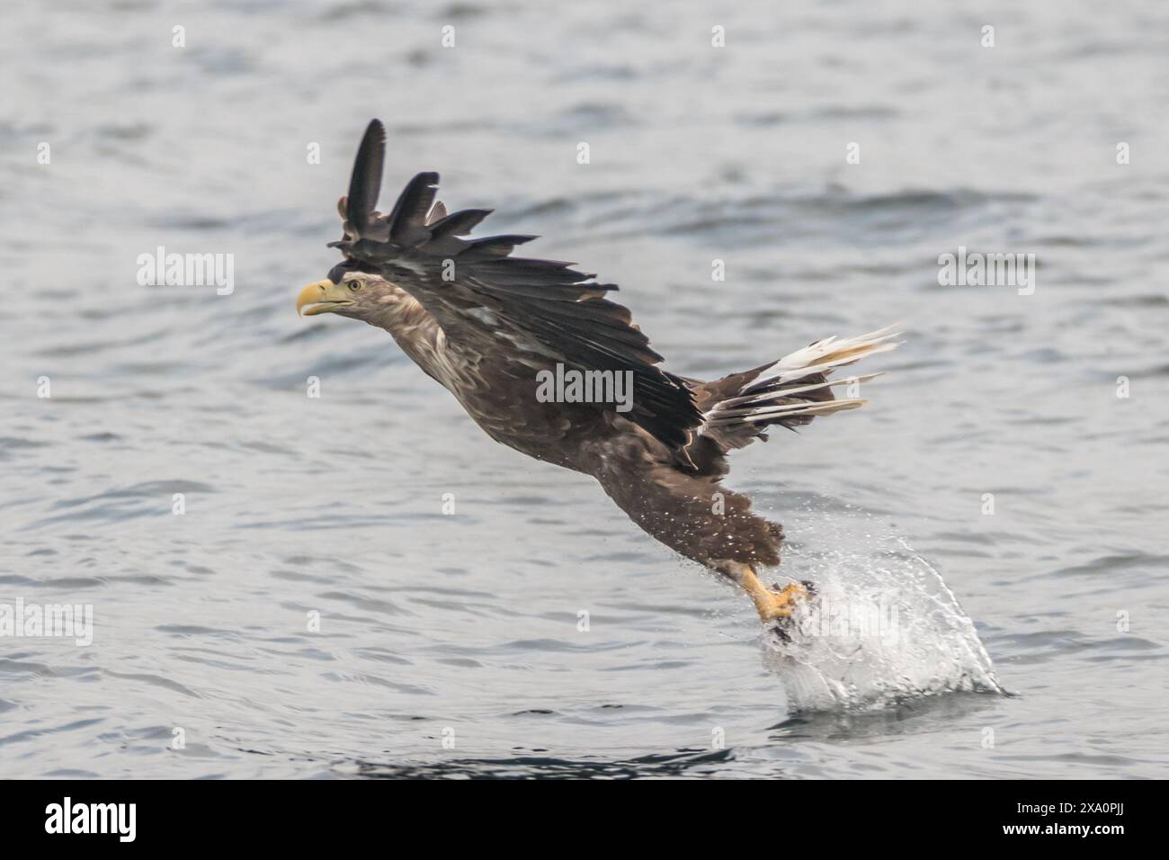 A white-Tailed Eagle soaring over a Scottish lake Stock Photo - Alamy
