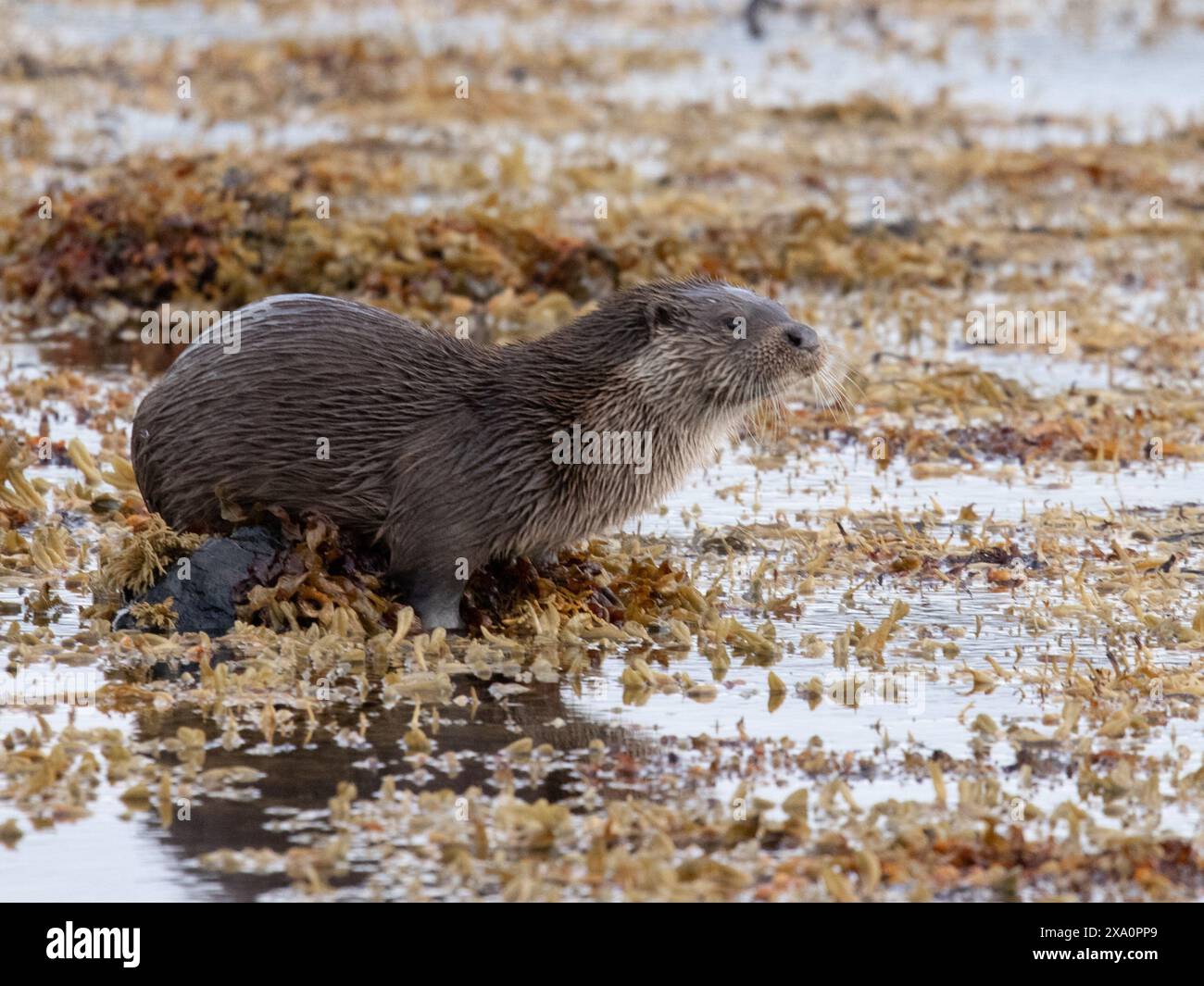 Isle of mull ecosystem hi-res stock photography and images - Alamy