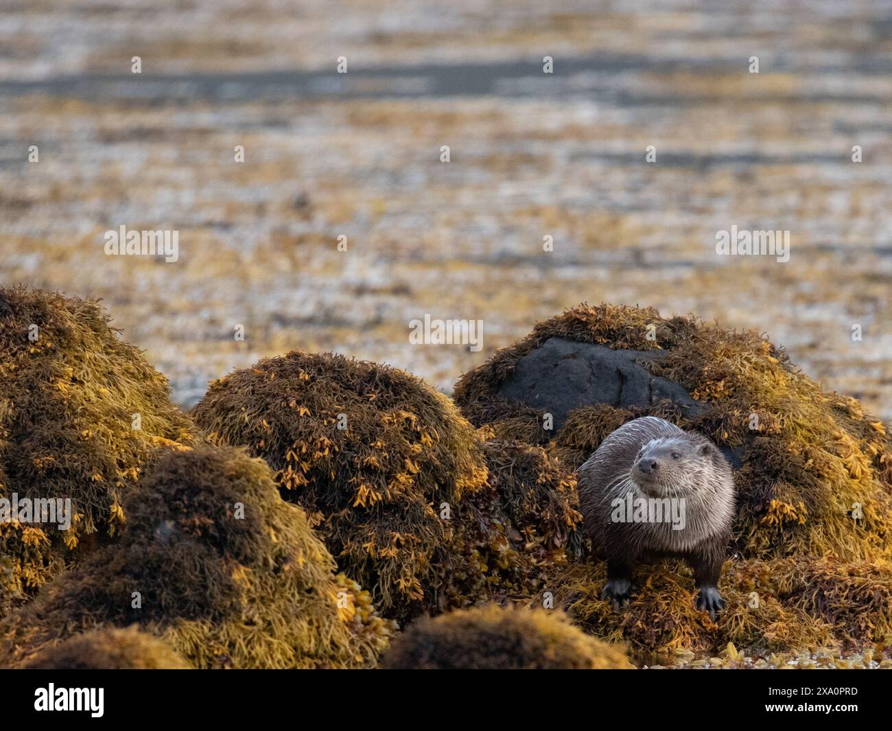 An otter standing in Isle of Mull Stock Photo - Alamy