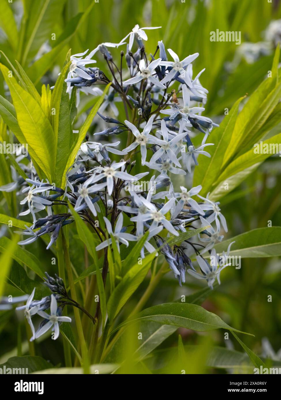 Amsonia tabernaemontana salicifolia hi-res stock photography and images ...