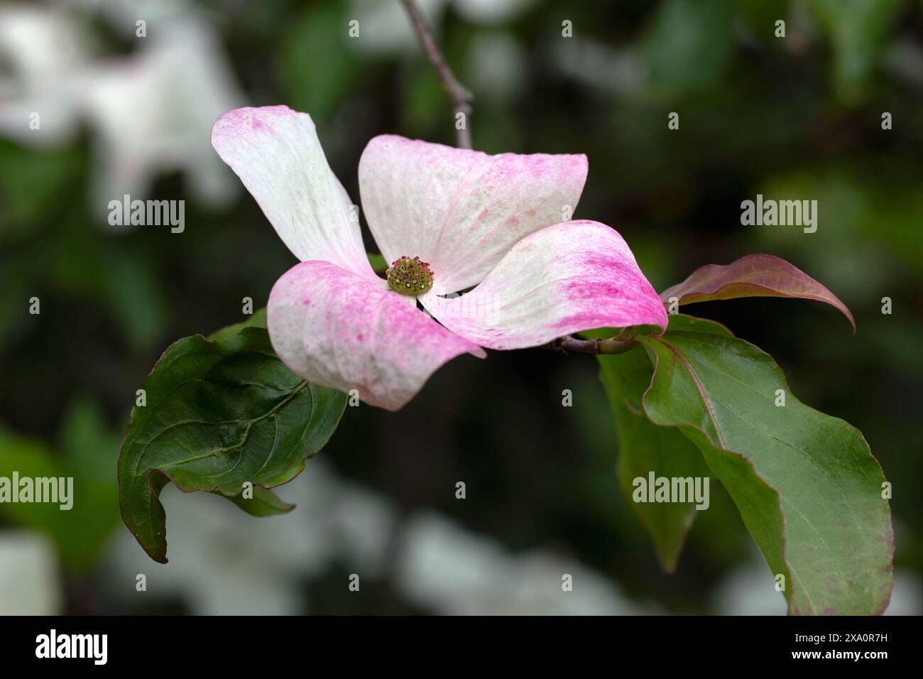 Cornus x kousa venus hi-res stock photography and images - Alamy
