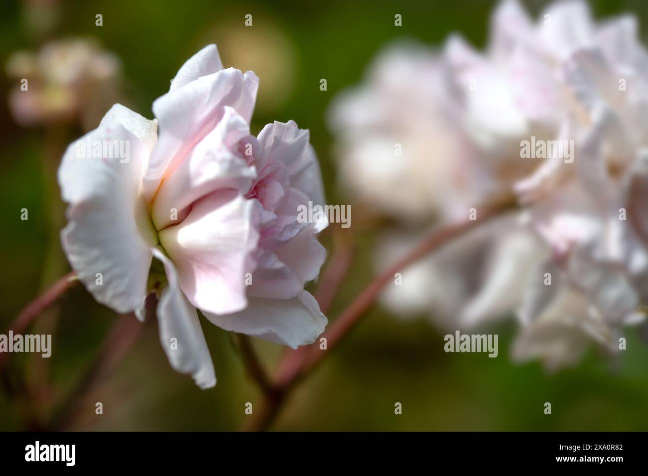 Cecile brunner rose hi-res stock photography and images - Alamy