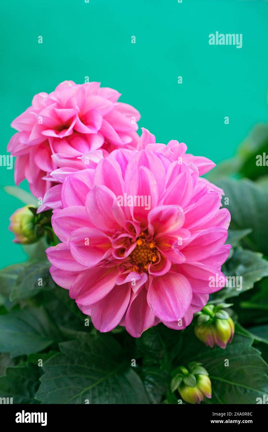 Piink hi-res stock photography and images - Alamy